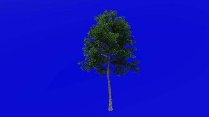 Tree Animation Stock Video Footage for Free Download
