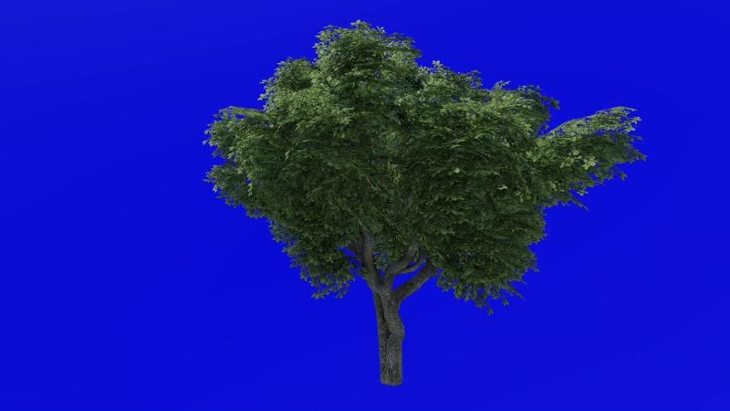 Tree animation - kermes oak tree - quercus coccifera - green screen ...