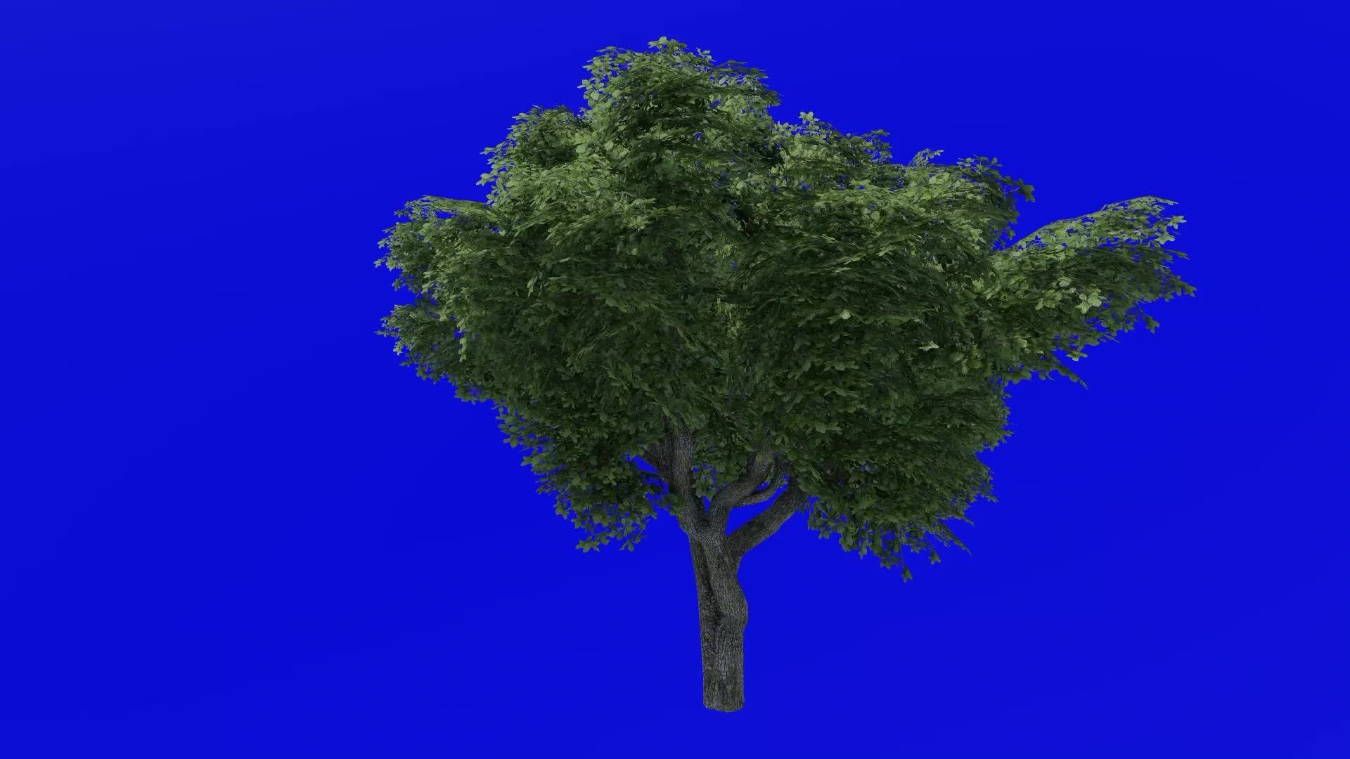 Tree animation - kermes oak tree - quercus coccifera - green screen ...