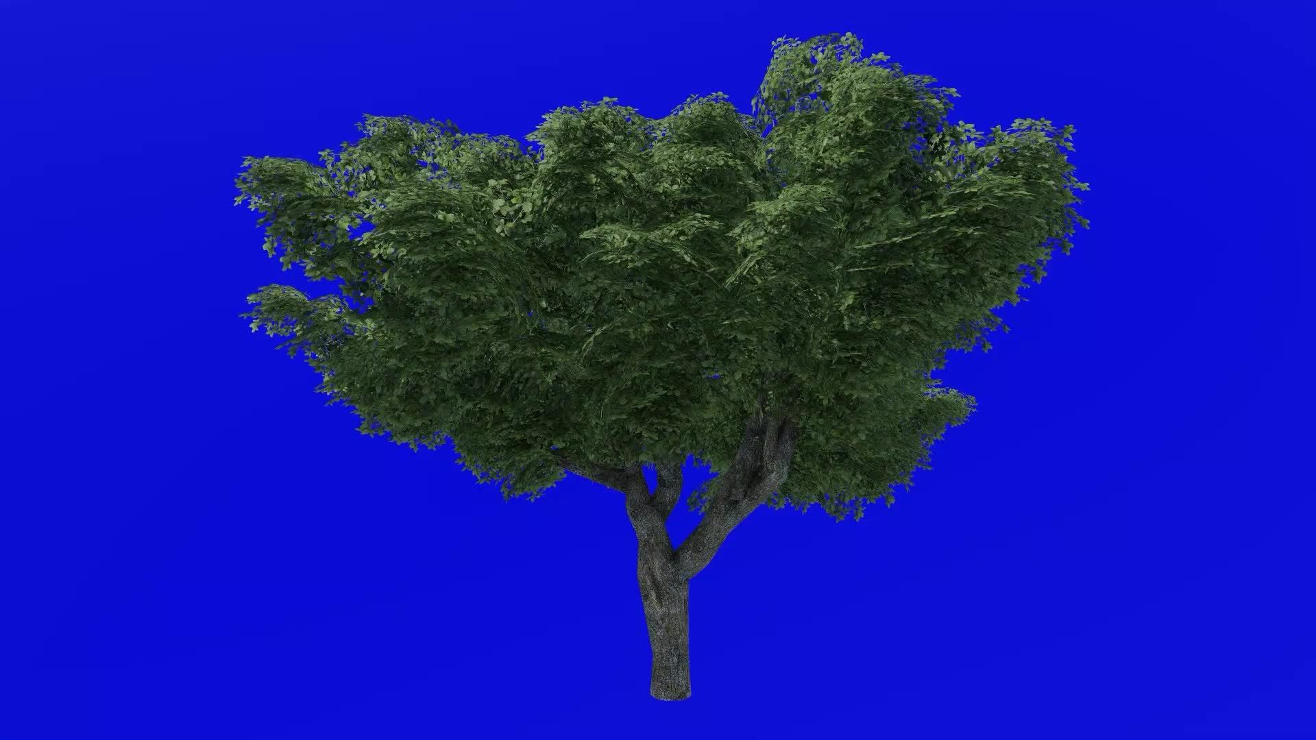 Tree animation - kermes oak tree - quercus coccifera - green screen ...
