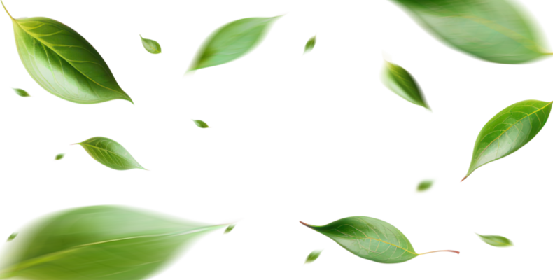 Floating Leaves PNGs for Free Download Floating Leaves PNGs for Free Download