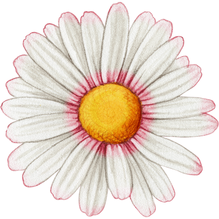 Daisy PNGs for Free Download