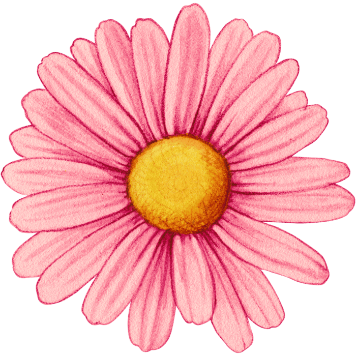 Daisy PNGs for Free Download