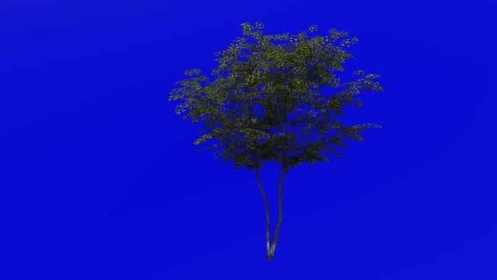 Trees Animation Stock Video Footage for Free Download