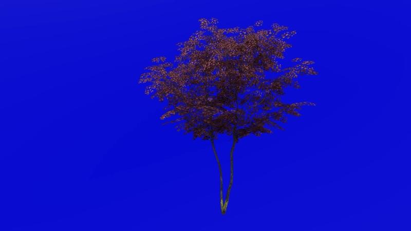 Tree animation loop - field maple tree, hedge maple, dog oak - acer ...