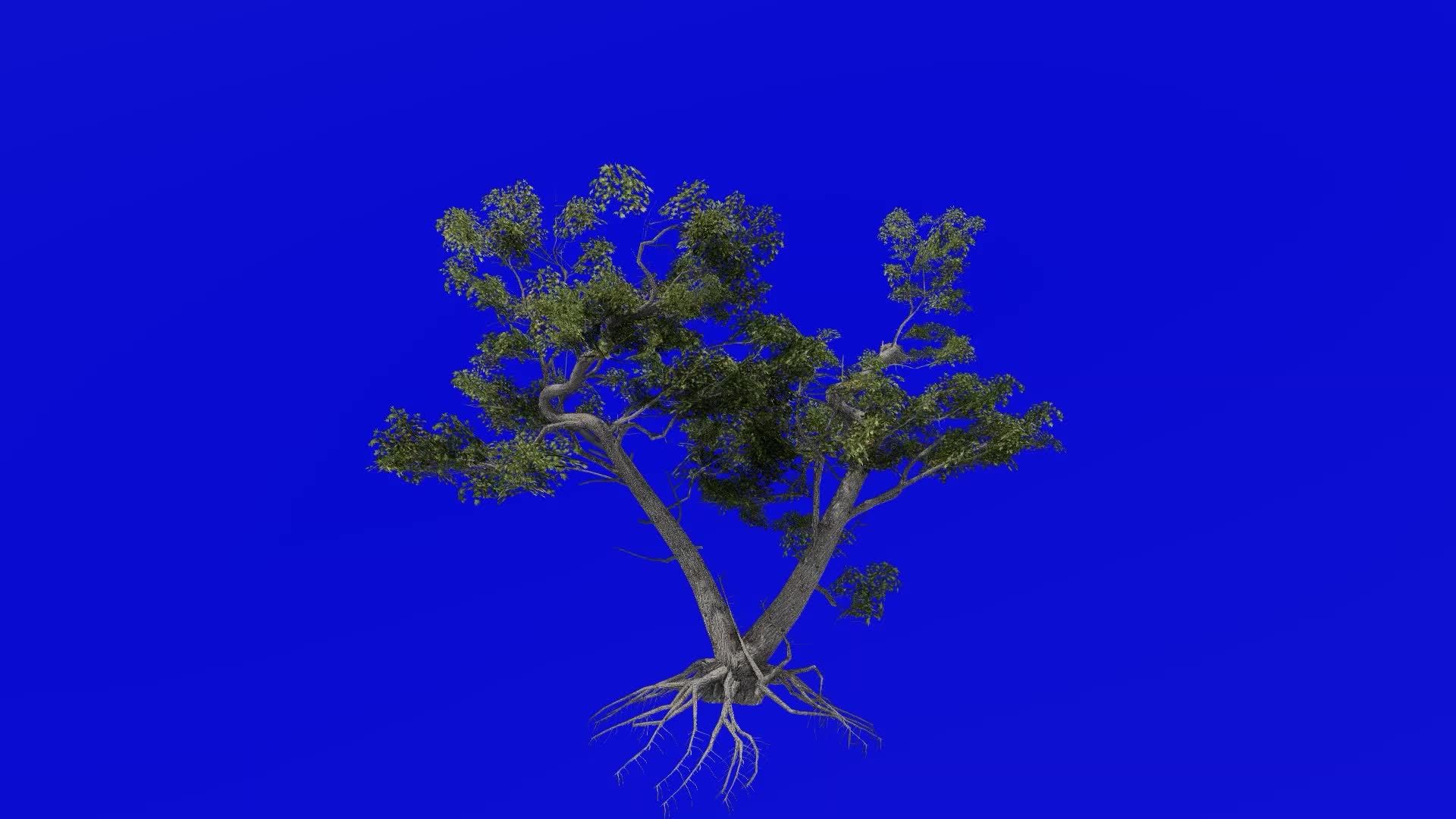Tree animation loop - japanese maple hero - palmate maple - smooth ...