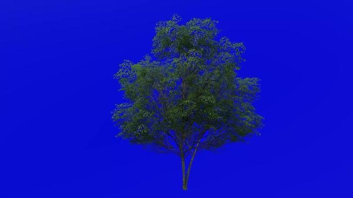 Growing Tree Animation Stock Video Footage for Free Download