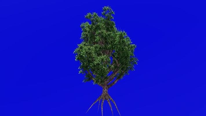 Growing Tree Animation Stock Video Footage for Free Download