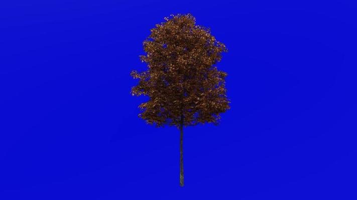 Tree Animation Stock Video Footage for Free Download