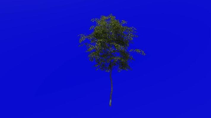 Trees Animation Stock Video Footage for Free Download