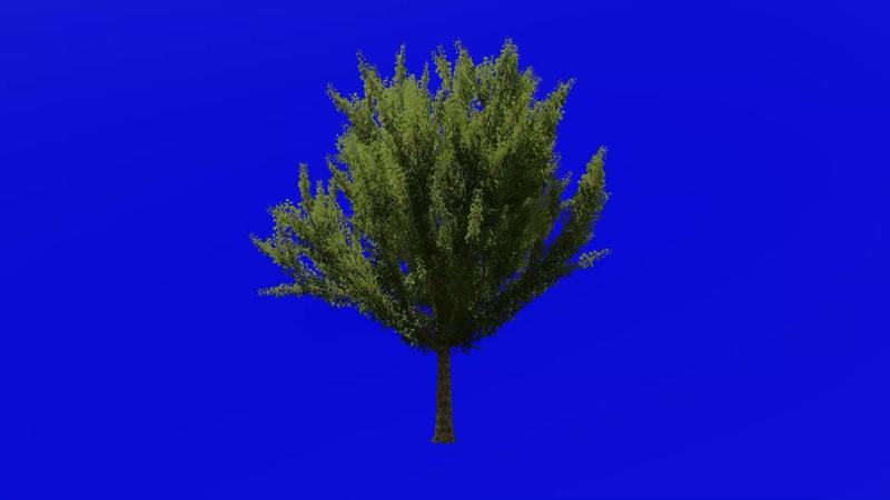 Tree animation loop - field maple tree, hedge maple, dog oak - acer ...