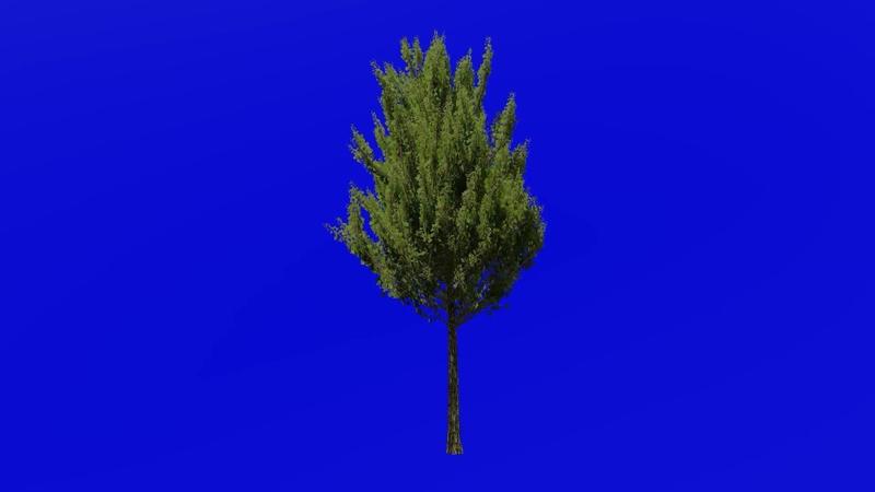 Tree animation loop - field maple tree, hedge maple, dog oak - acer ...