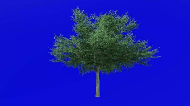 Tree animation loop - possuhaw tree, meadow holly, possumhaw, deciduous ...