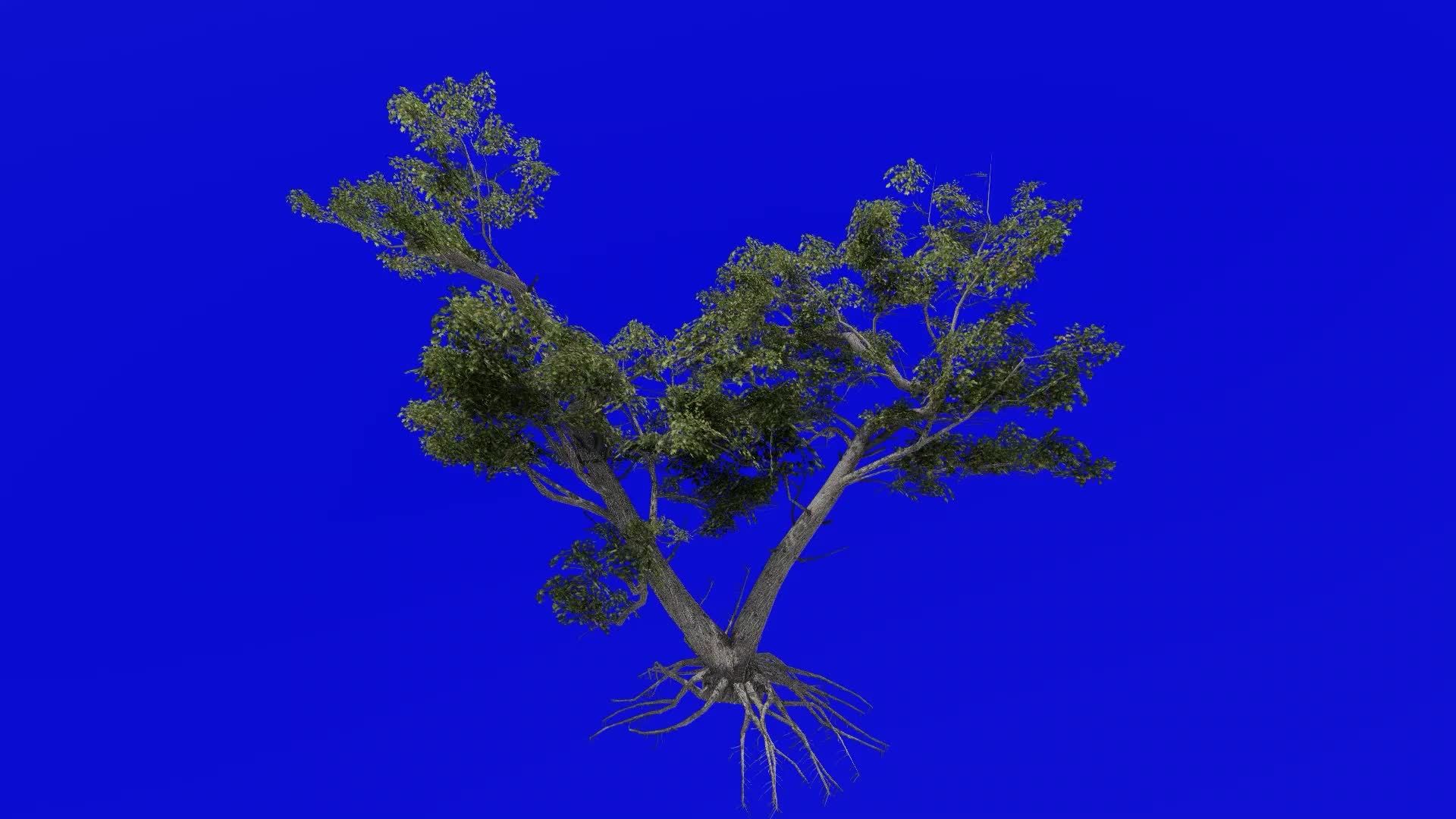 Tree animation loop - japanese maple hero - palmate maple - smooth ...