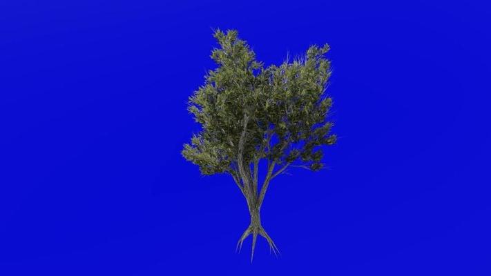 Tree Animation Stock Video Footage for Free Download