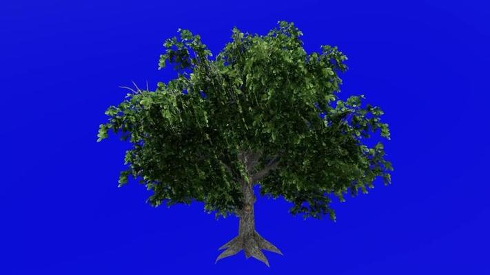 Tree Animation Stock Video Footage for Free Download