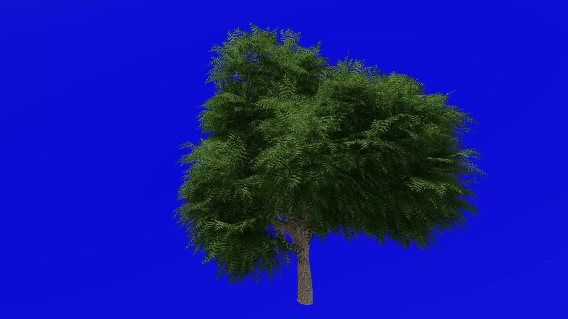 Tree animation loop - neem tree, nimtree, indian lilac - azadirachta ...