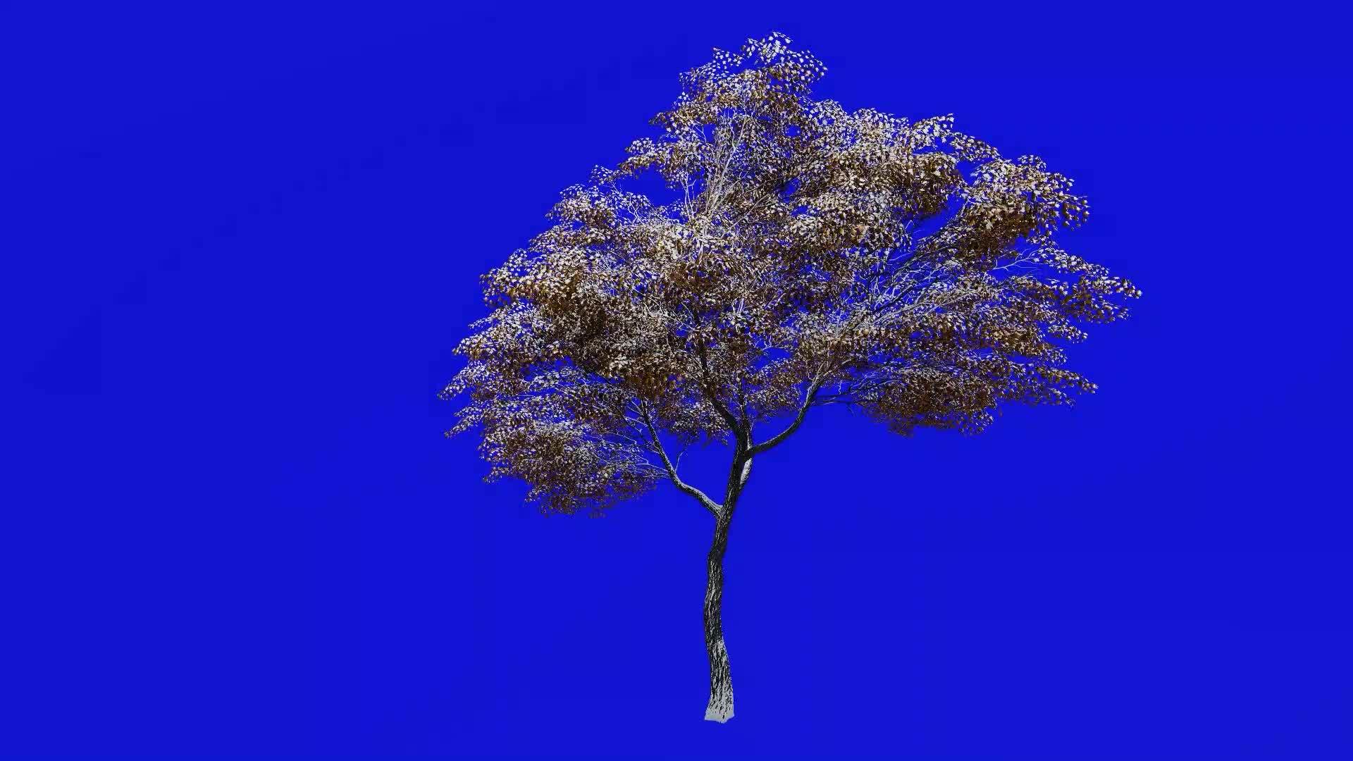 Tree Animation - norway maple - acer platanoides - green screen chroma ...