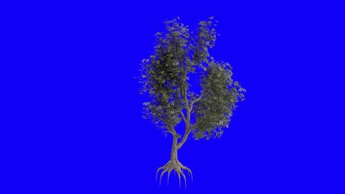 Growing Tree Animation Stock Video Footage for Free Download