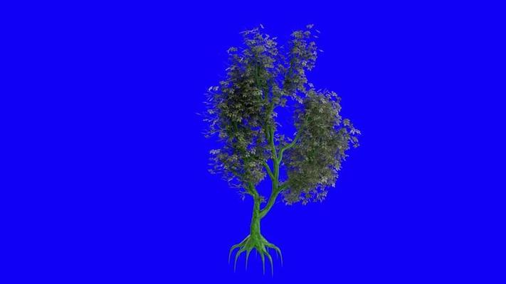 Growing Tree Animation Stock Video Footage for Free Download