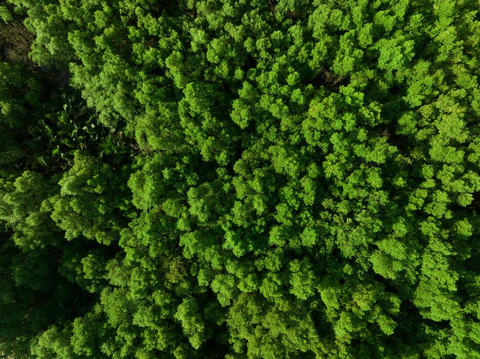 Tree Top View Stock Photos, Images and Backgrounds for Free Download