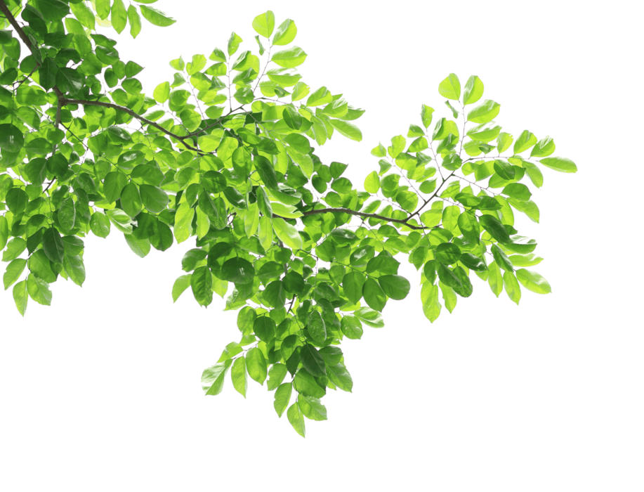 Tree Branch PNGs for Free Download
