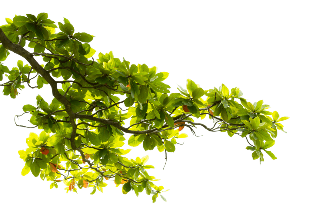 Tree Branches PNGs for Free Download