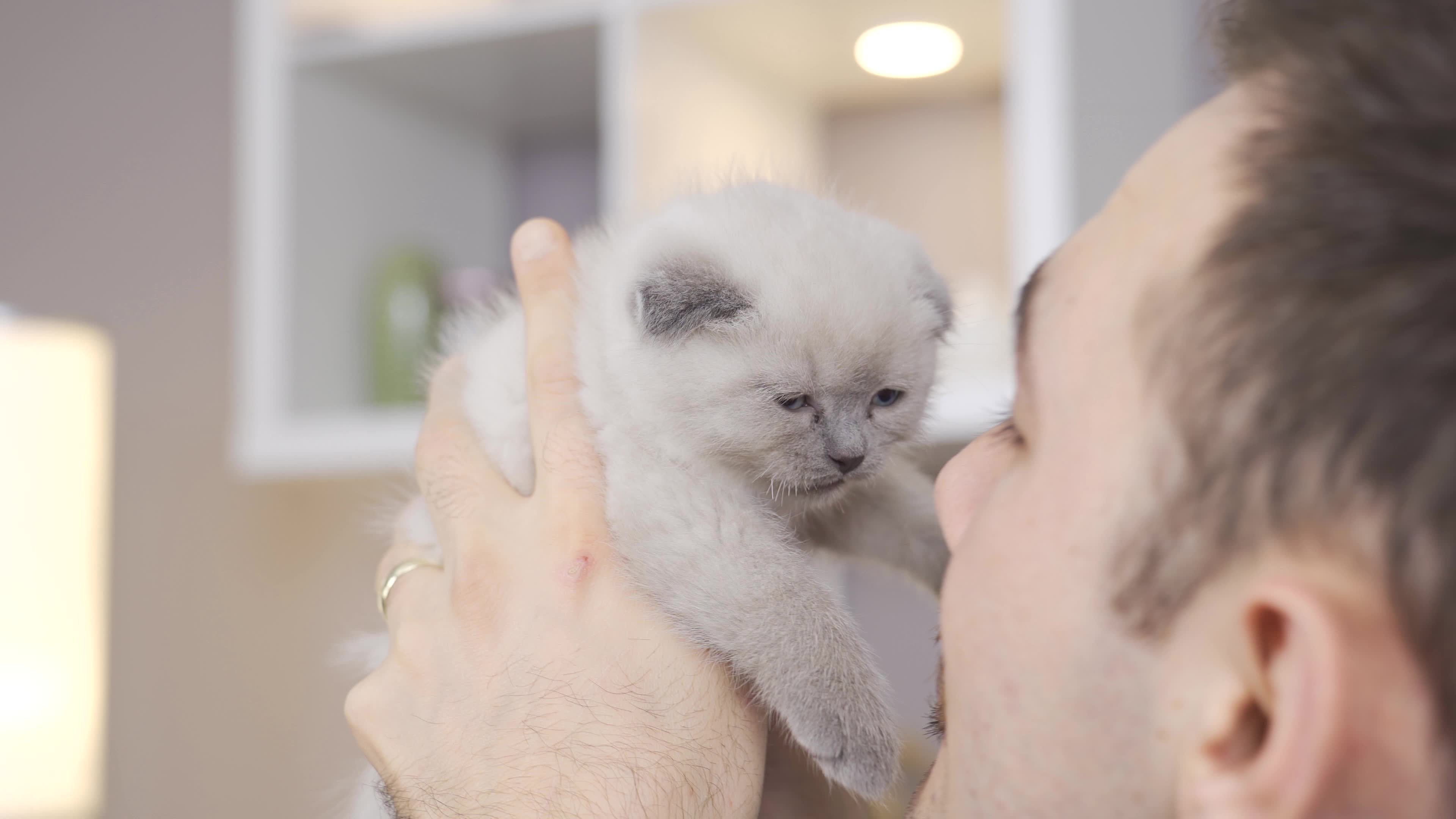 Cute kitten meows. Kitten Scottish Fold cat. Kitten Scottish Fold cat in man's hand and meowing ...