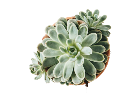 Succulent Plant PNGs for Free Download Succulent Plant PNGs for Free Download
