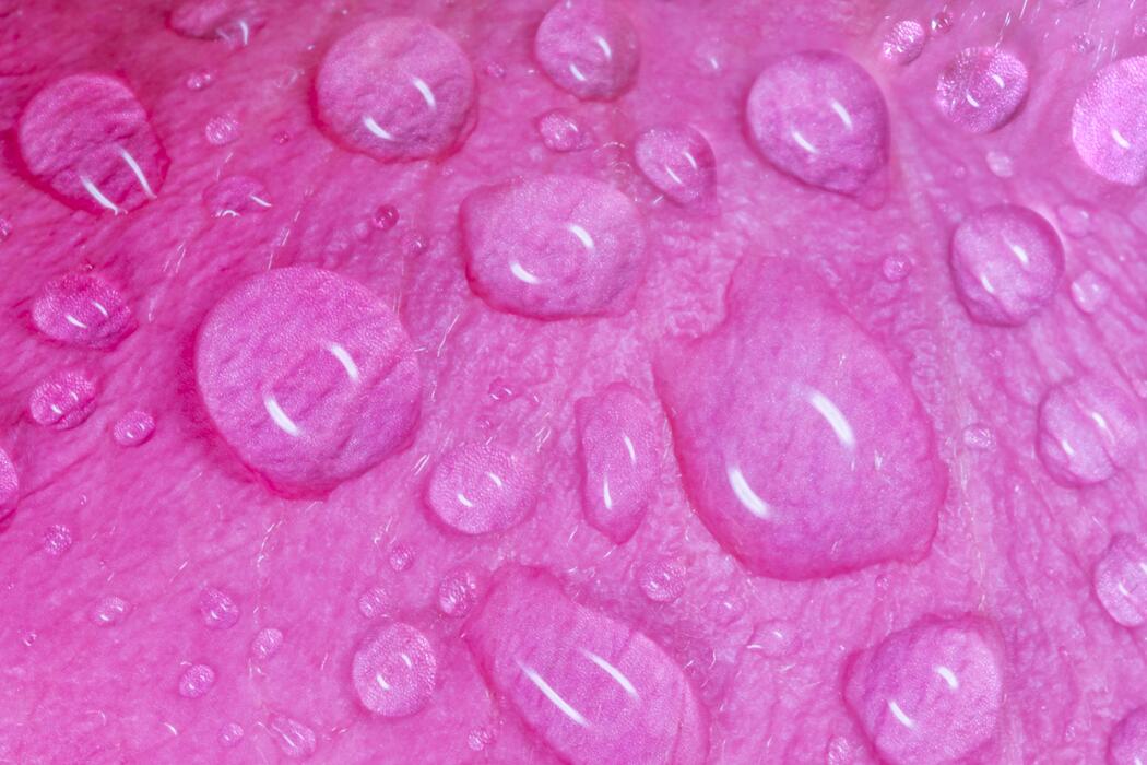 Rose Water Drops Stock Photos, Images and Backgrounds for Free Download