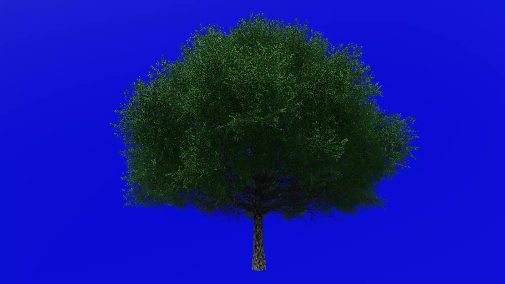 Tree Animation Loop Live Oak Tree Southern Live Oak Quercus Virginiana Green Screen