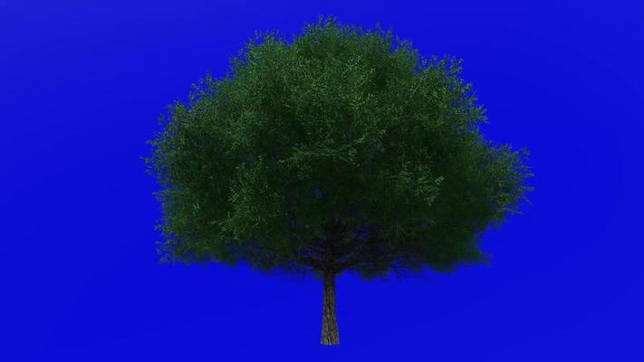 Growing Tree Animation Stock Video Footage for Free Download