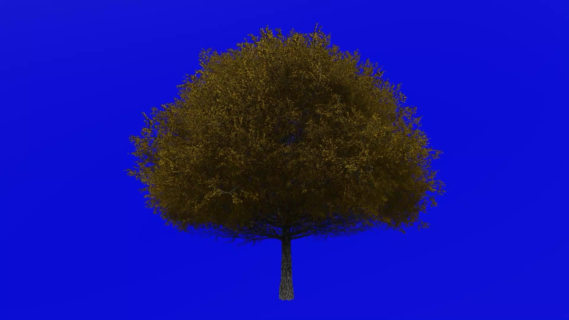Tree Animation Loop Live Oak Tree Southern Live Oak Quercus Virginiana Green Screen