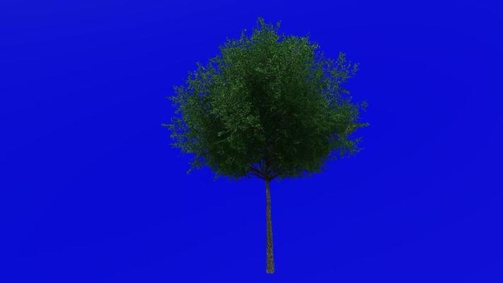 Animated Tree Stock Video Footage for Free Download