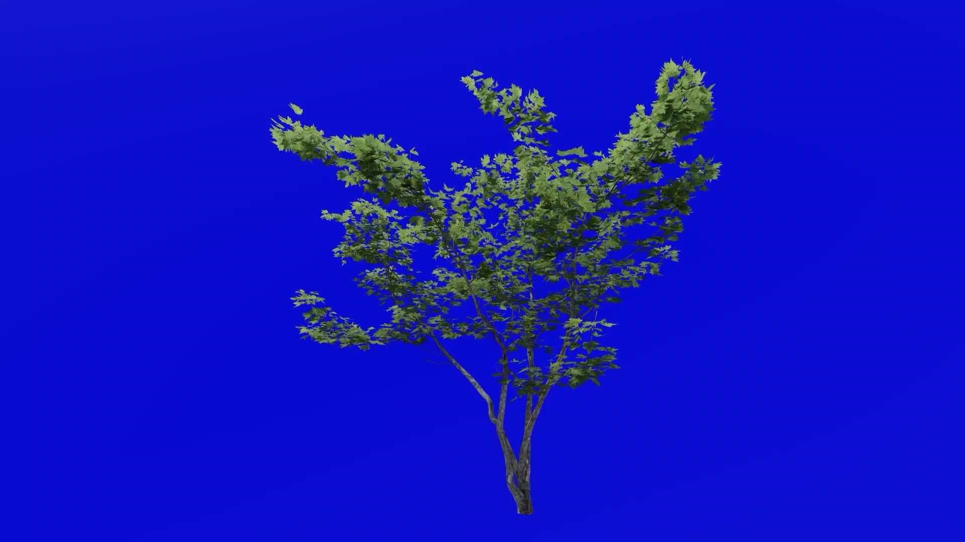 Tree animation loop - mountain maple, dwarf maple, moose maple, white ...