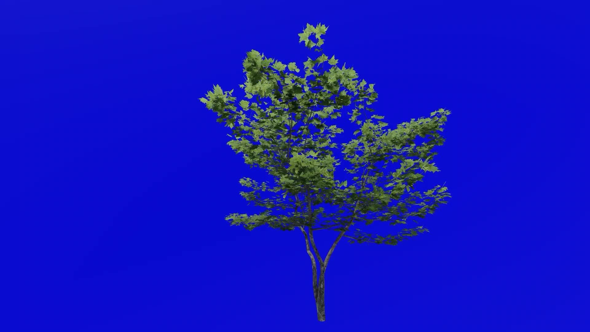 Tree animation loop - mountain maple, dwarf maple, moose maple, white ...