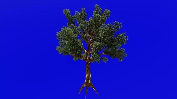 Tree Grow Animation Stock Video Footage for Free Download