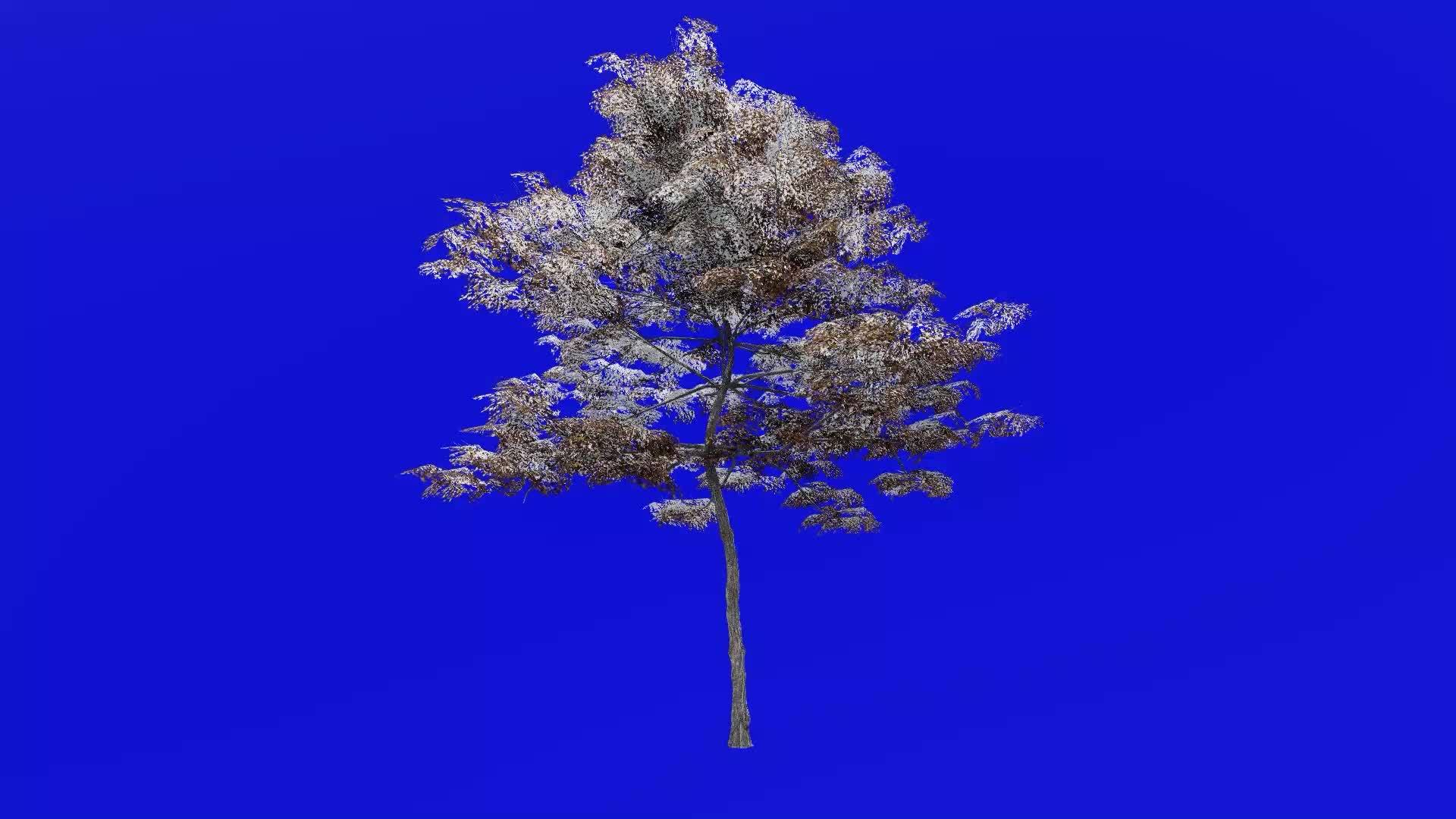 Tree animation loop - japanese maple, fullmoon maple, downy japanese ...