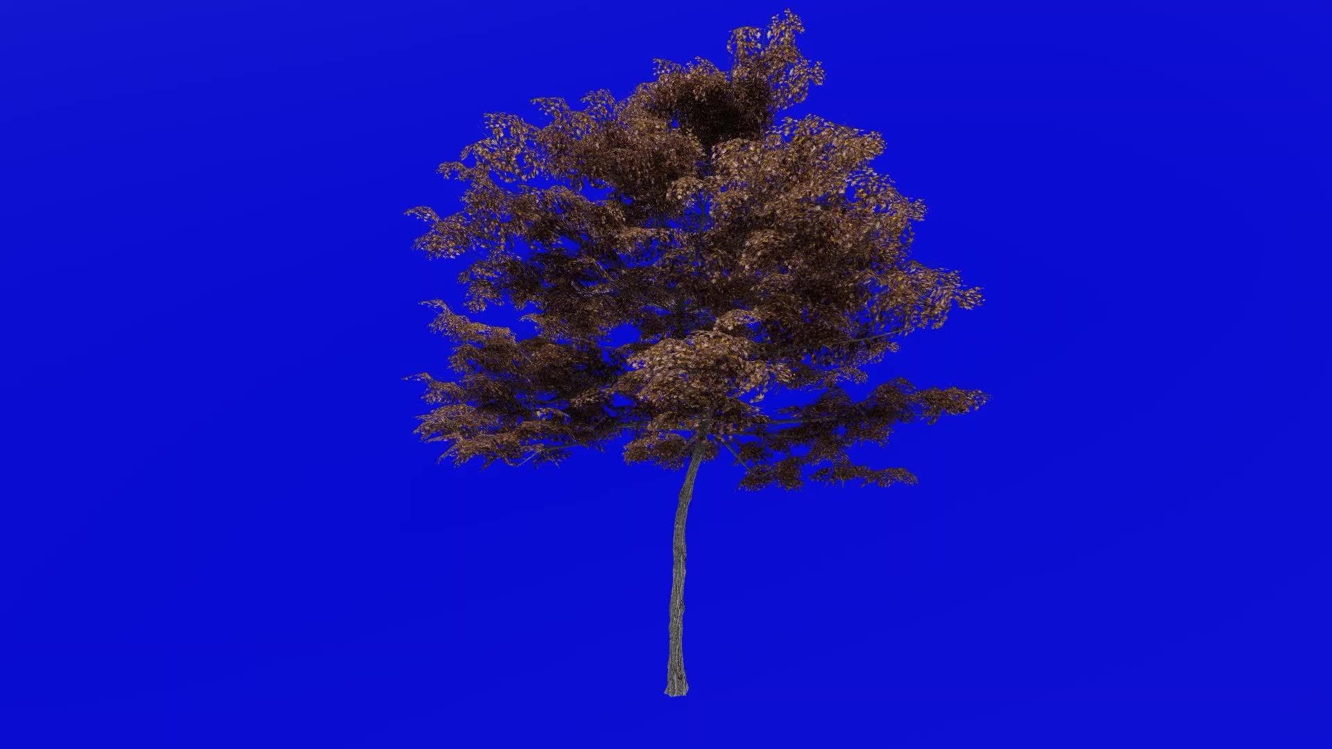Tree animation loop - japanese maple, fullmoon maple, downy japanese ...