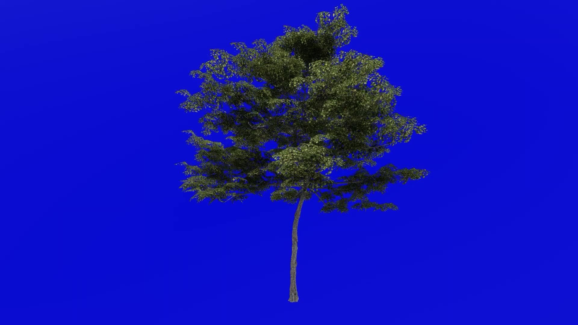 Tree animation loop - japanese maple, fullmoon maple, downy japanese ...