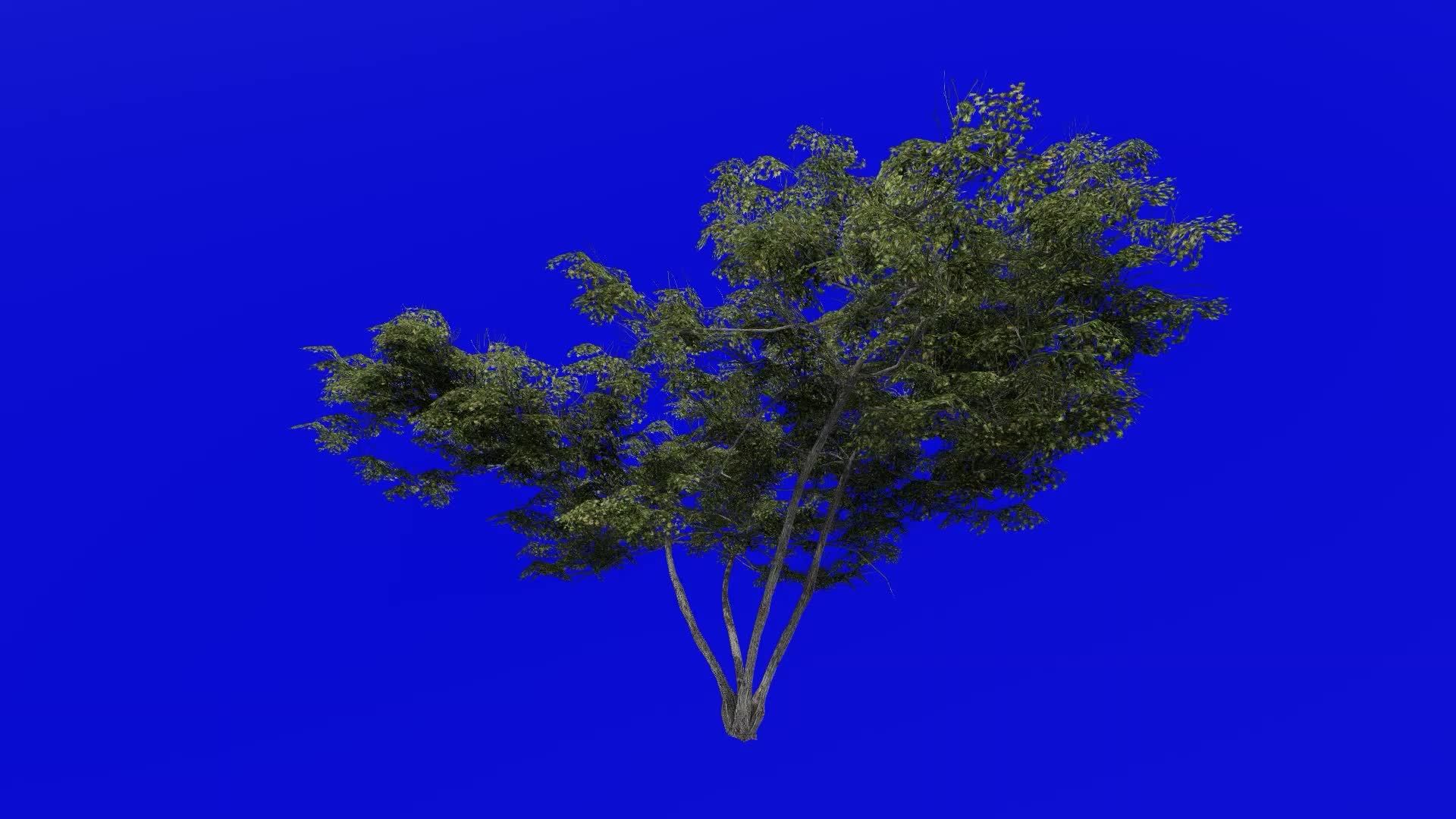 árvore animação ciclo - japonês bordo, lua cheia bordo, felpudo japonês ...