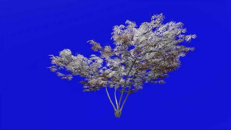 árvore animação ciclo - japonês bordo, lua cheia bordo, felpudo japonês ...