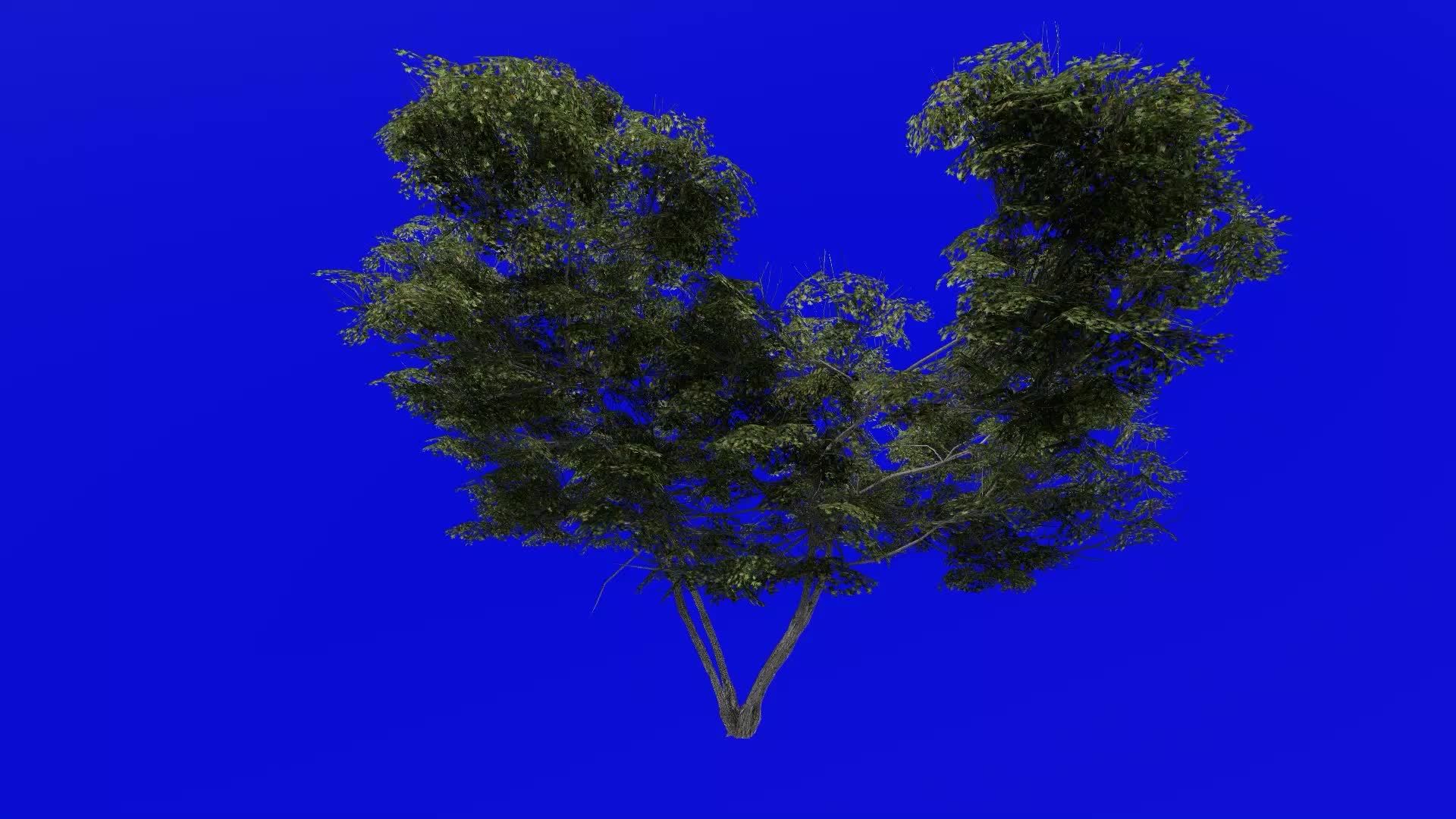Tree animation loop - japanese maple, fullmoon maple, downy japanese ...