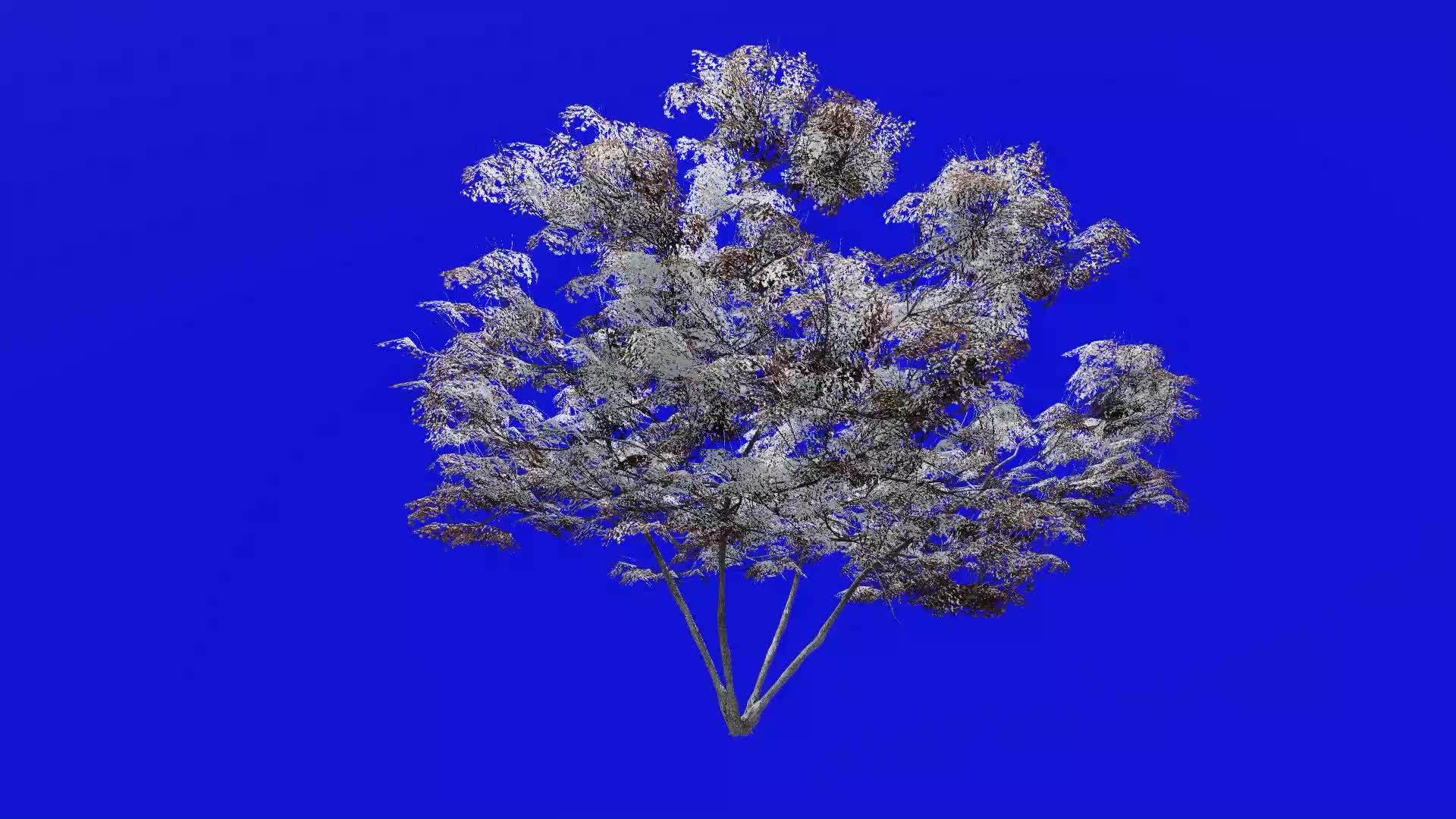 Tree animation loop - japanese maple, fullmoon maple, downy japanese ...