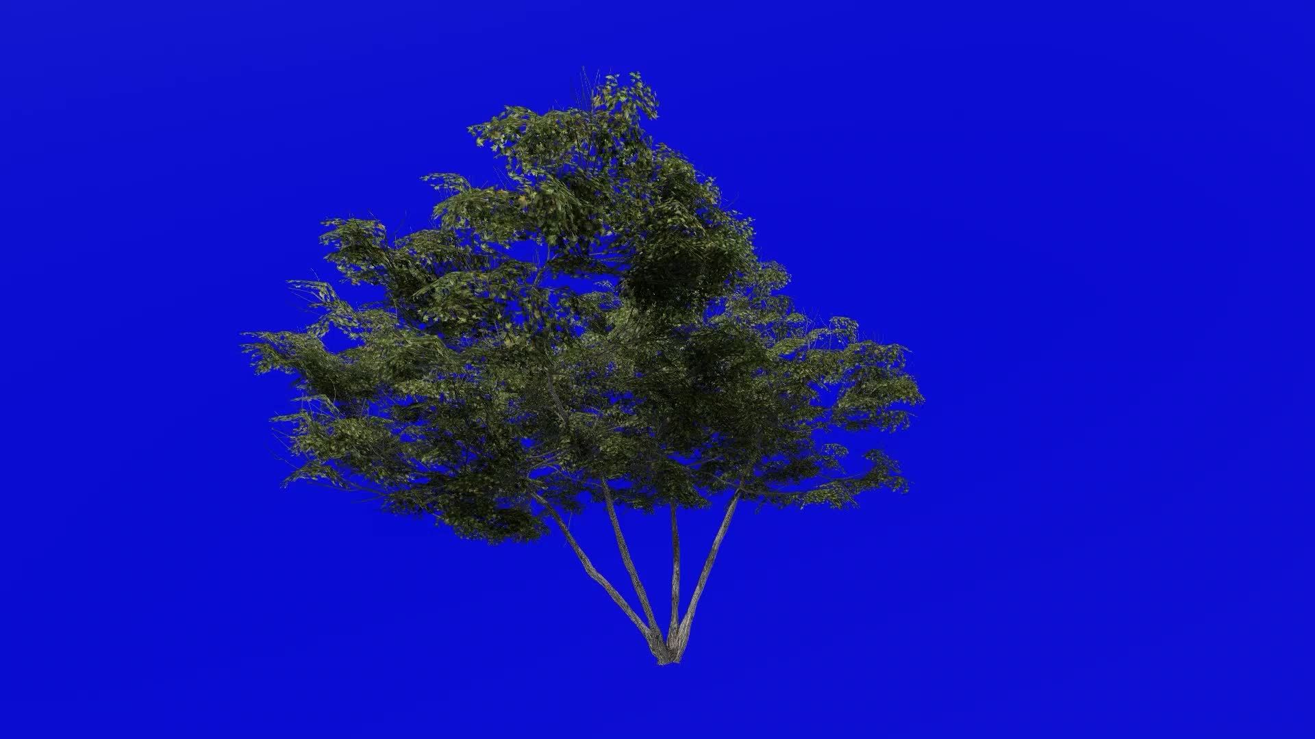 Tree animation loop - japanese maple, fullmoon maple, downy japanese ...