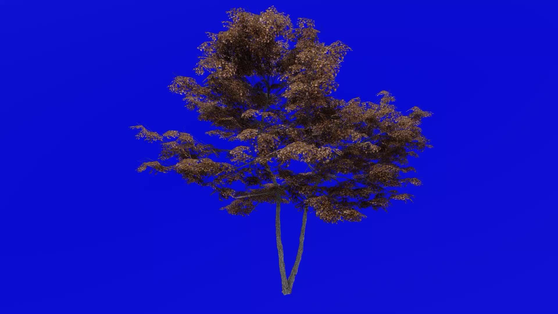 Tree animation loop - japanese maple, fullmoon maple, downy japanese ...