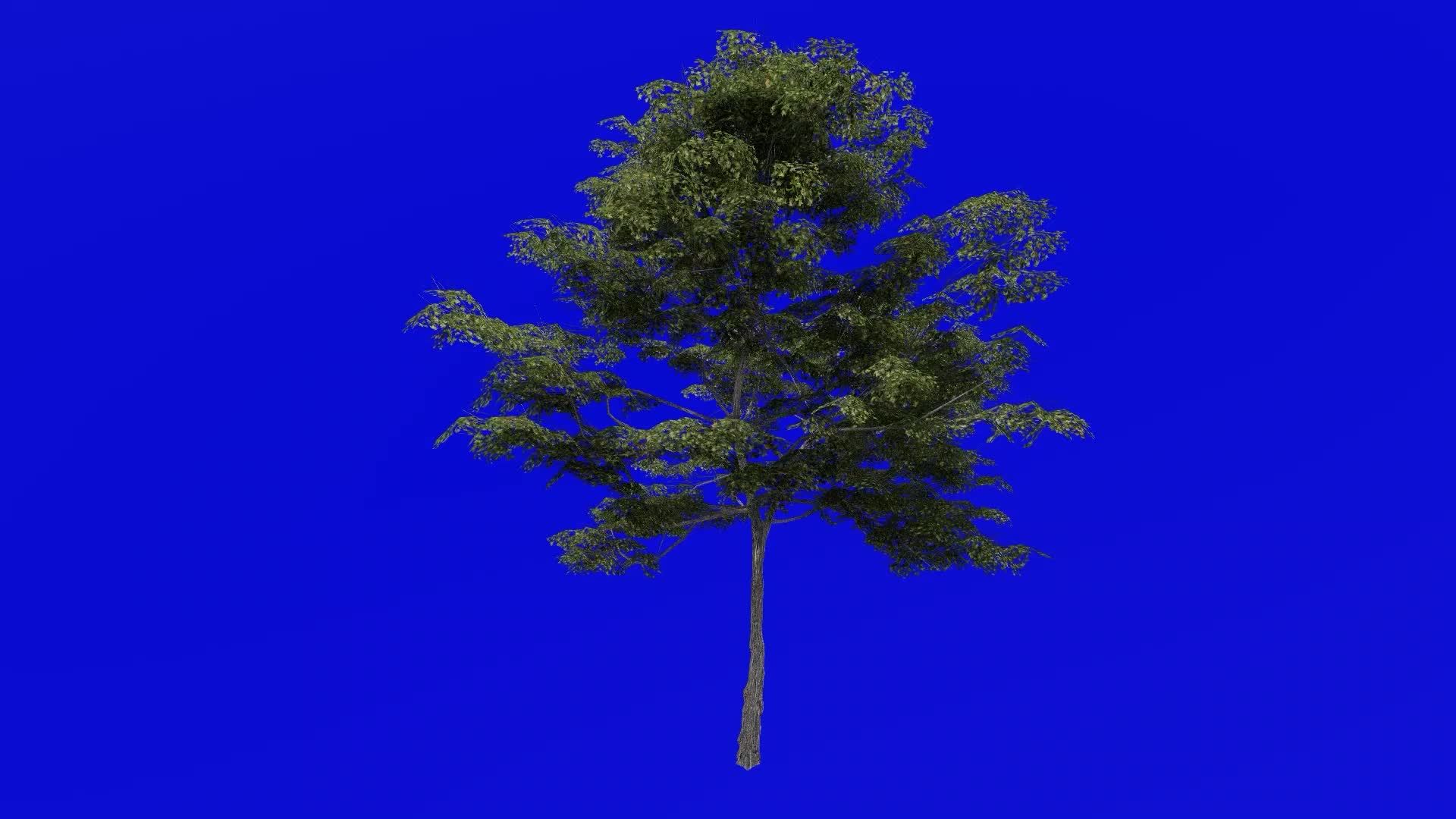 Tree animation loop - japanese maple, fullmoon maple, downy japanese ...