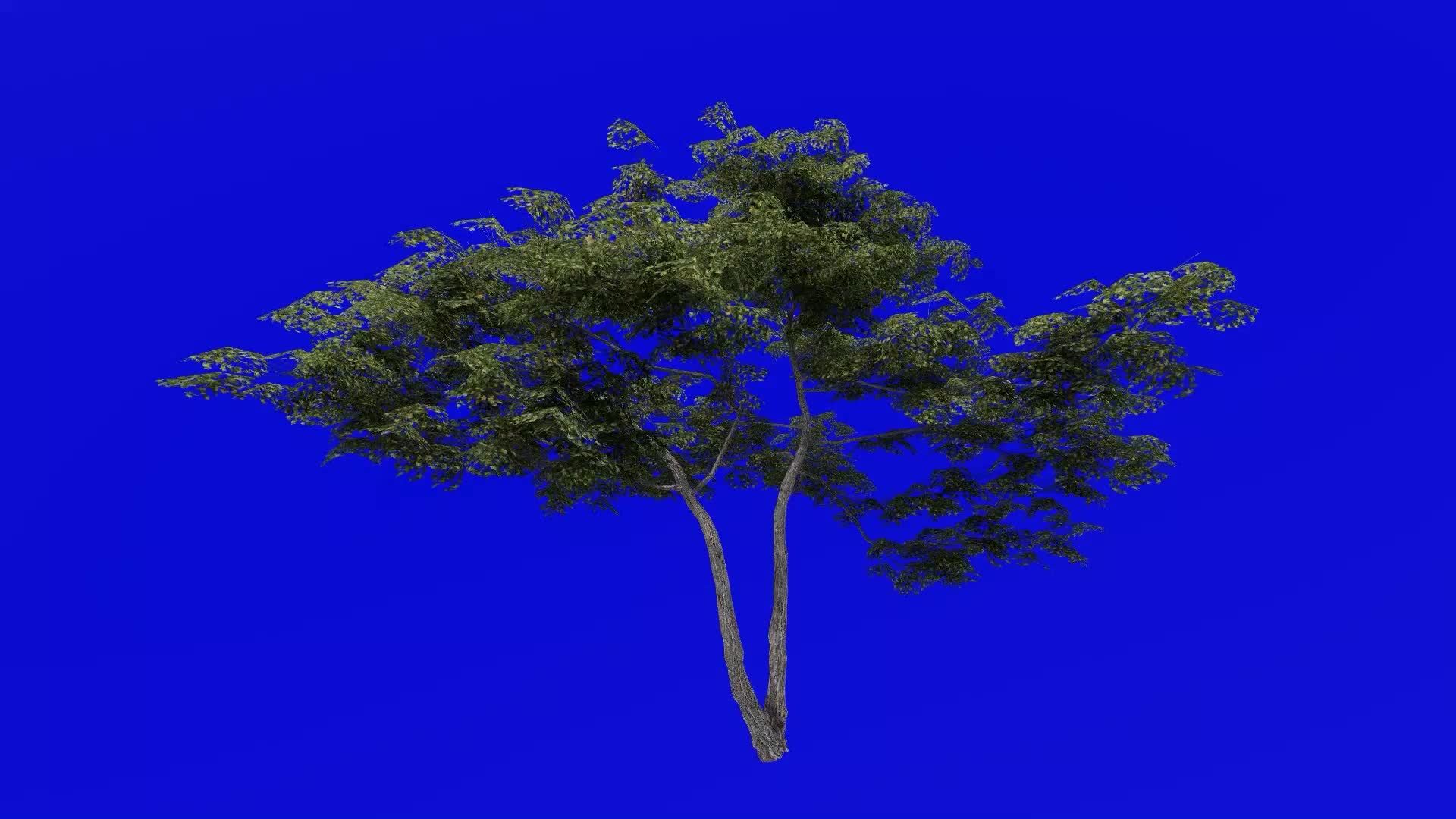 Tree animation loop - japanese maple, fullmoon maple, downy japanese ...