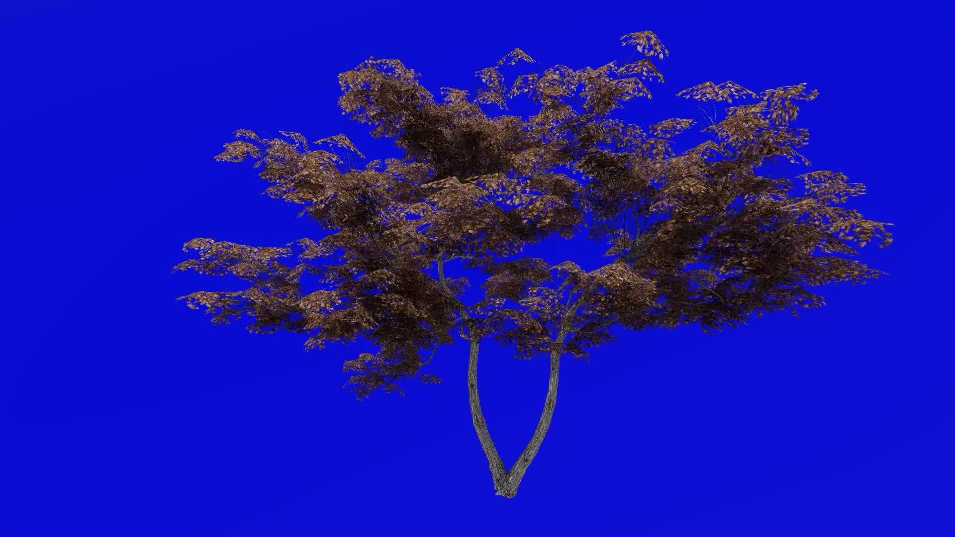 Tree animation loop - japanese maple, fullmoon maple, downy japanese ...