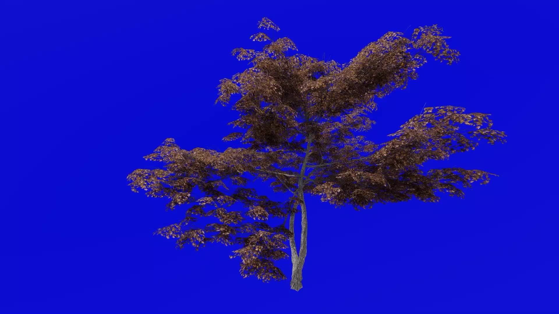 Tree animation loop - japanese maple, fullmoon maple, downy japanese ...